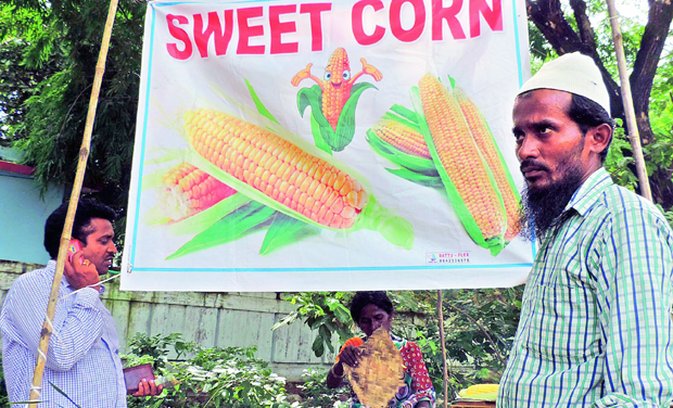 Healthy, sweet corn gets a following