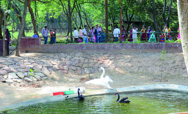 More animals to arrive at zoo park in January
