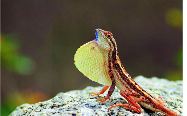 Going wild with the lens