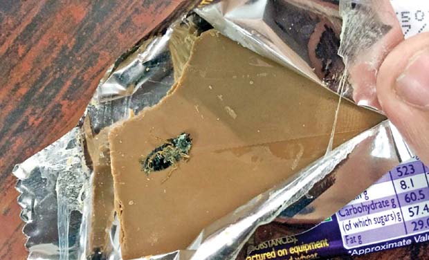 Six-legged surprise in chocolate bar