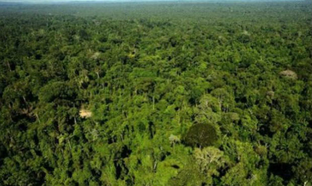 Forest cover in Shimoga shrinking