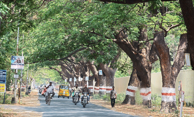 1,70,000 trees enumerated in Chennai