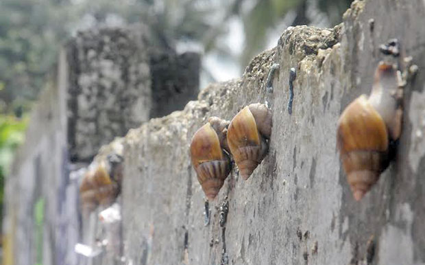 African snails threats Kerala human population