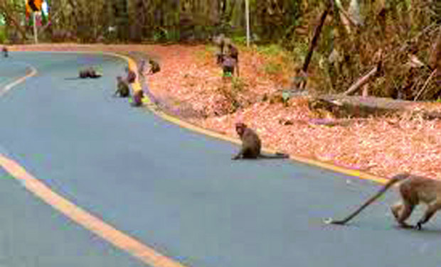 Sterilization to fight monkey menace