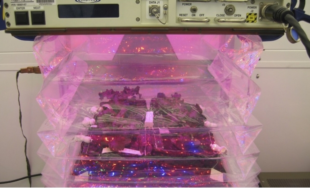 NASA launches ‘Veggie’ project, expands fresh food production on Space ...