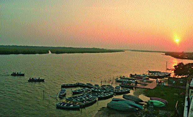 In the forest’s dark, discover the amazing Pichavaram mangrove forest