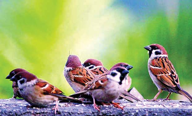 Pudhucherry aims to become pally with birds, animals