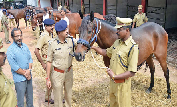 Six new stallions join mounted police