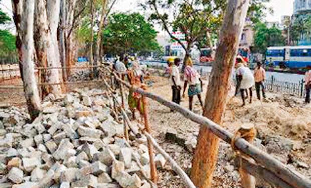 Chennai Corporation invites residents to plant a tree on a memorable ...