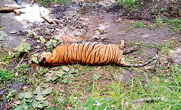 Nagarhole tiger death: Forester had a leopard in his house, claim villagers