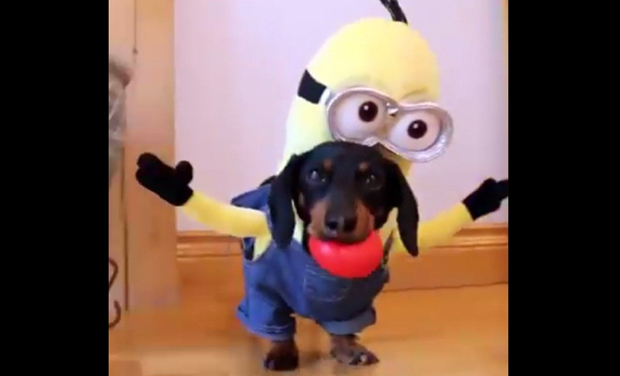 Watch: Two dogs dressed as Minions is cute and will make your day