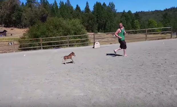 Watch: Adorable three-day-old-horse chasing a man