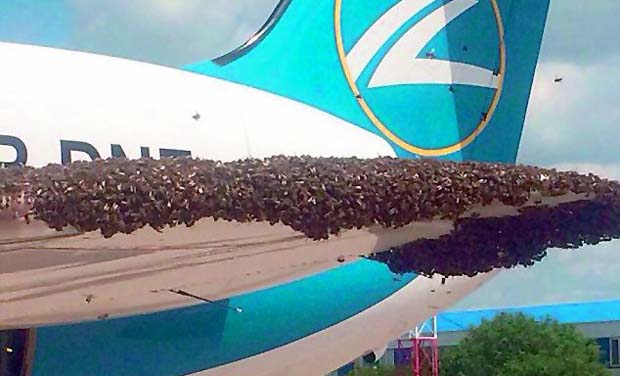 Bee causes plane to make emergency landing