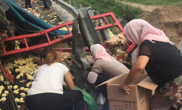Thousands of little chicks swarm Chinese highway after truck overturns