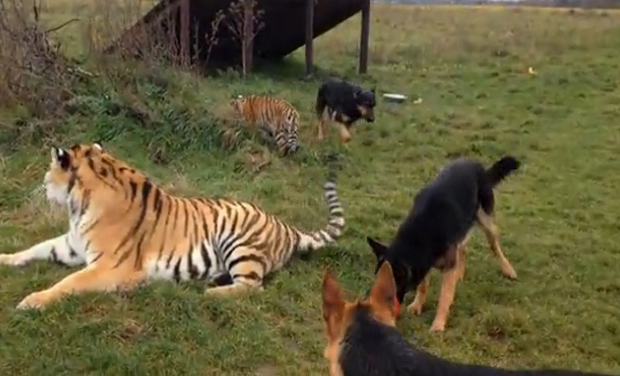 Unusual bond: These tigers and dogs are best friends