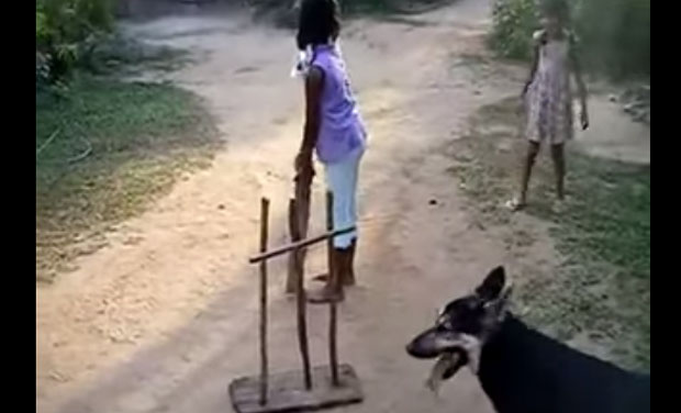 Watch: This dog's wicket keeping skills will blow your mind
