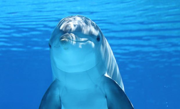 India's first dolphin community reserve to come up in Bengal