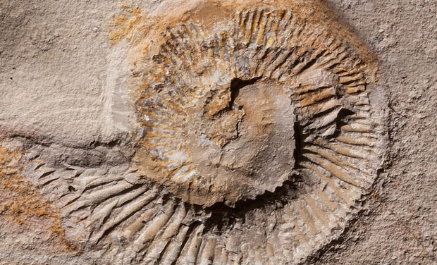 Fossils of microscopic 'mud dragons' discovered for the first time
