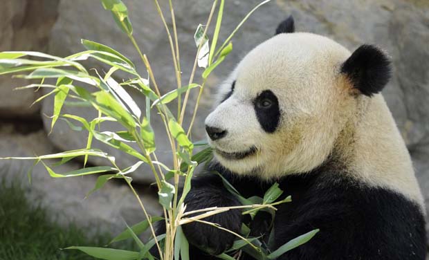 Smugglers of exotic animals go untamed