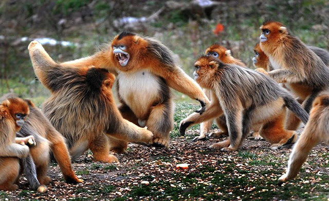 Nehru zoo in Hyderabad gets exotic monkeys
