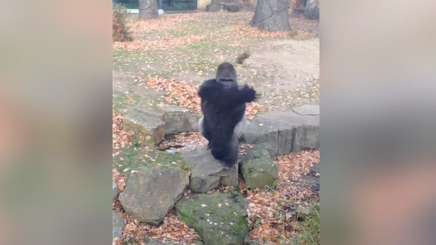 Watch: Grouchy gorilla throws rock at tourists