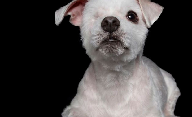 This photo series of disabled animals will leave you smiling and teary-eyed