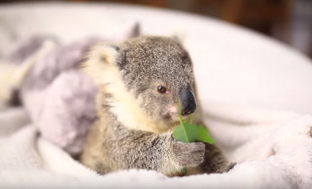 Adorable koala bear wins hearts with her first photo shoot