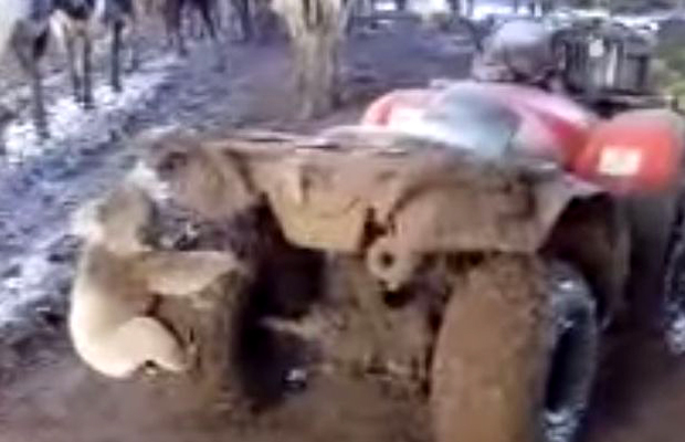 Watch: Cute koala chases quad bike at the speed of lightning