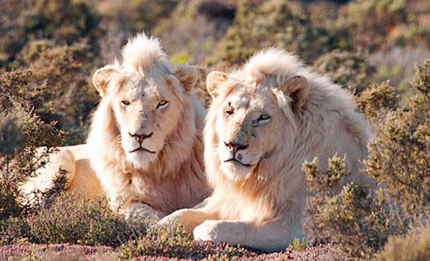 Exchange of animals with Russian zoo in limbo