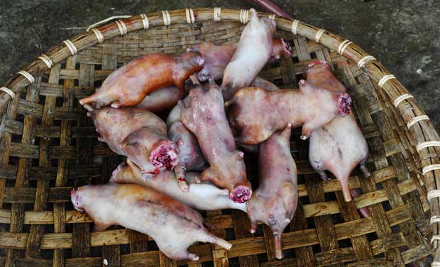 Rat hunters show how to cook rat meat in Hanoi