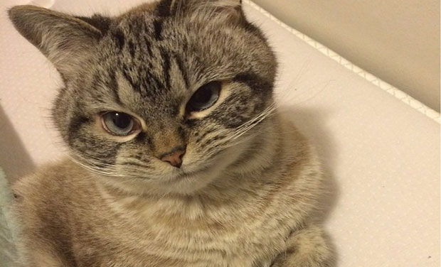 Meet Loki, the vampire cat