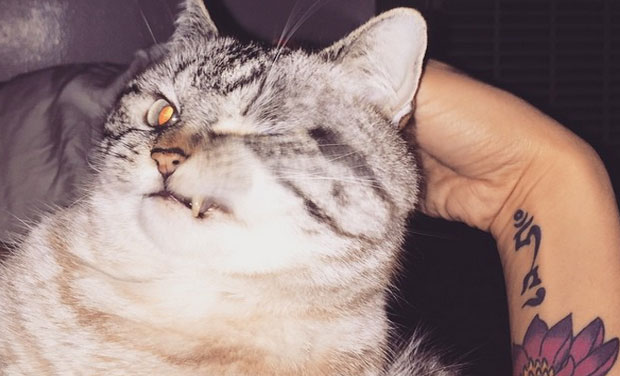 Meet Loki, the vampire cat