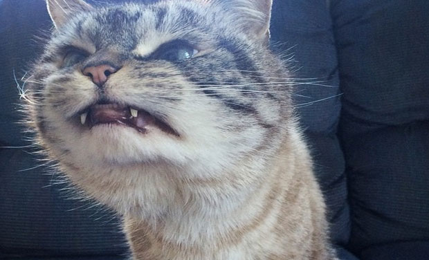 Meet Loki, the vampire cat