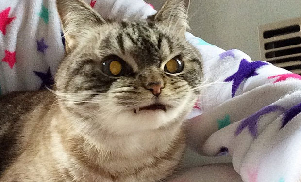 Meet Loki, the vampire cat