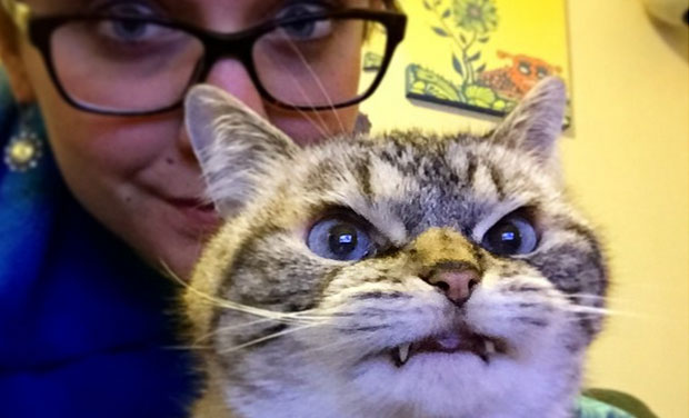 Meet Loki, the vampire cat