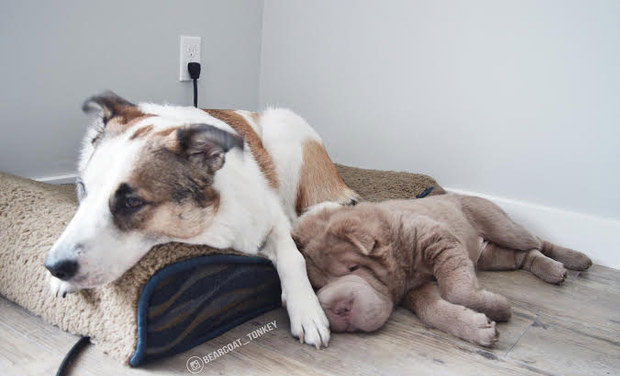 Meet Tonkey, the fluffy puppy who looks like a real-life teddy bear