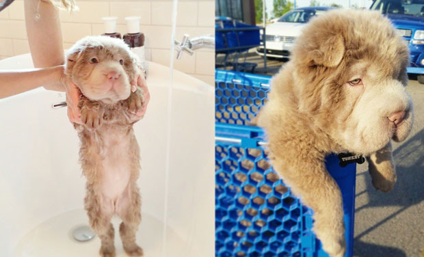 Meet Tonkey, the fluffy puppy who looks like a real-life teddy bear
