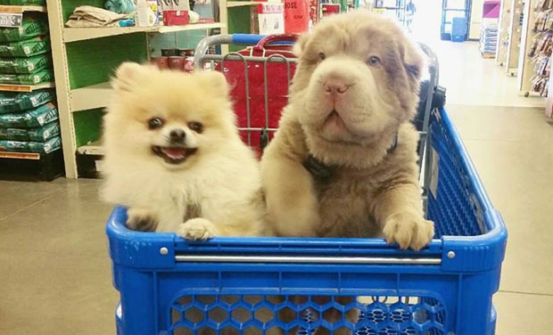 Meet Tonkey, the fluffy puppy who looks like a real-life teddy bear