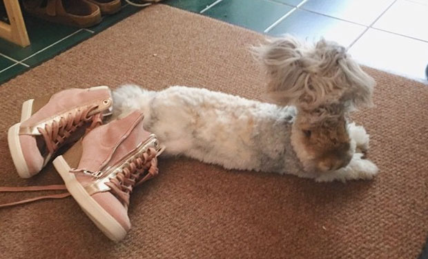 Meet Wally, the most adorable bunny you’ll ever see