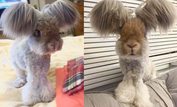 Meet Wally, the most adorable bunny you’ll ever see