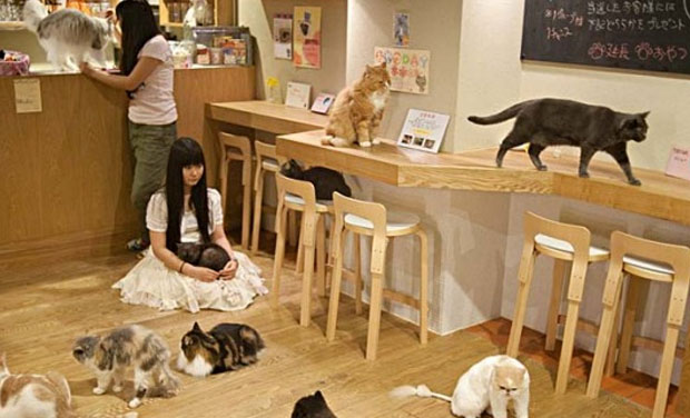 11 adorable animal cafes around the world