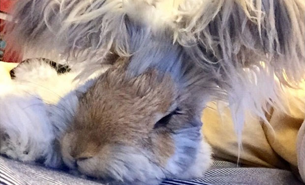 Meet Wally, the most adorable bunny you’ll ever see