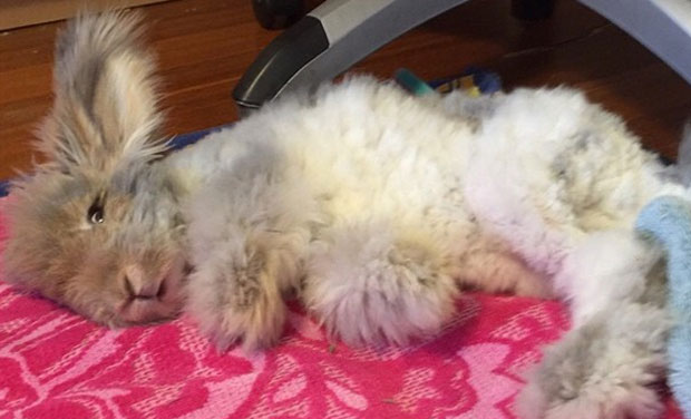 Meet Wally, the most adorable bunny you’ll ever see