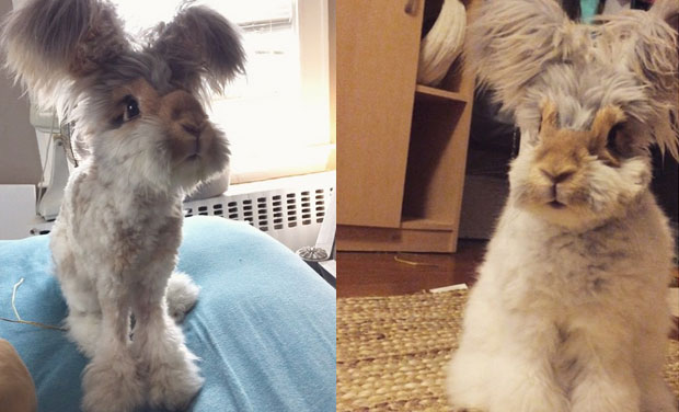 Meet Wally, the most adorable bunny you’ll ever see