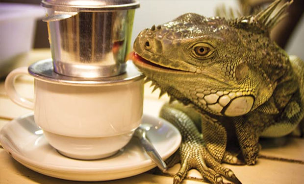 11 adorable animal cafes around the world