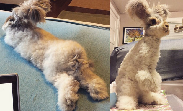 Meet Wally, the most adorable bunny you’ll ever see