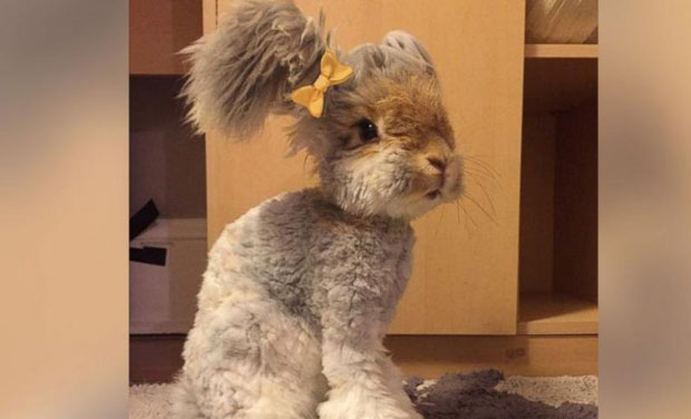 Meet Wally, the most adorable bunny you’ll ever see