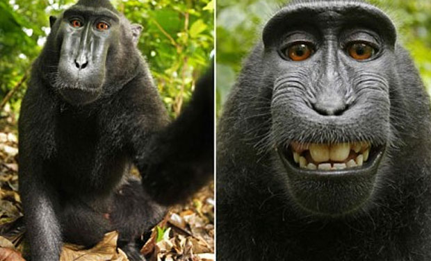All you need to know about the monkey selfie that has gone viral