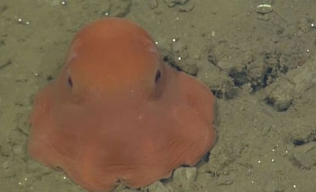 Tiny octopus is so cute scientists might name it 'Adorabilis'