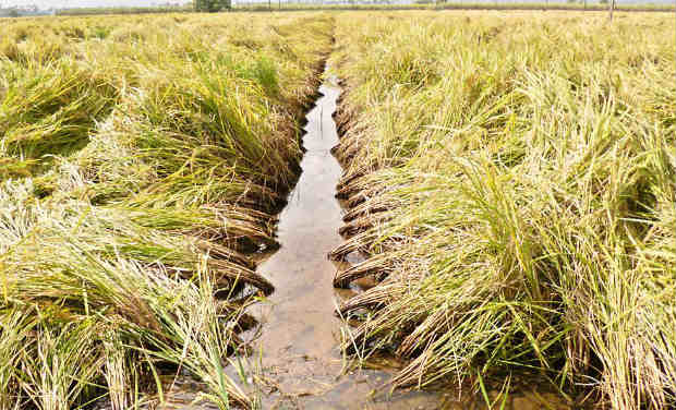 Paddy yield to fall this year